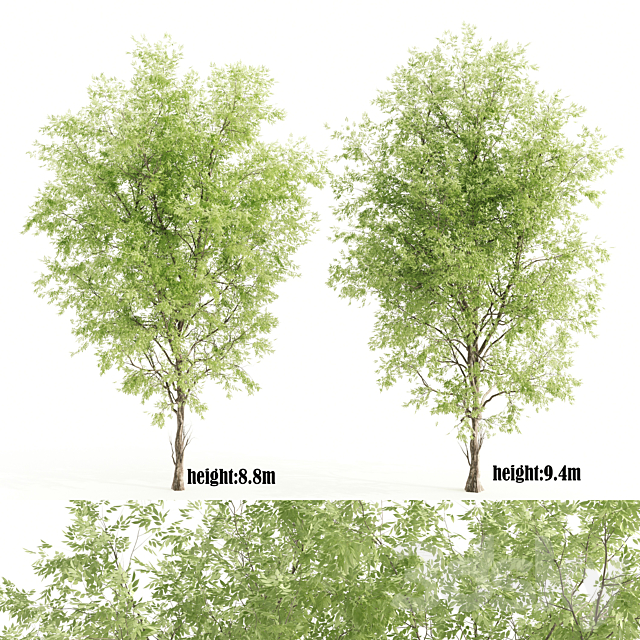 2 ashes tree 3D Max - 3D Max Master