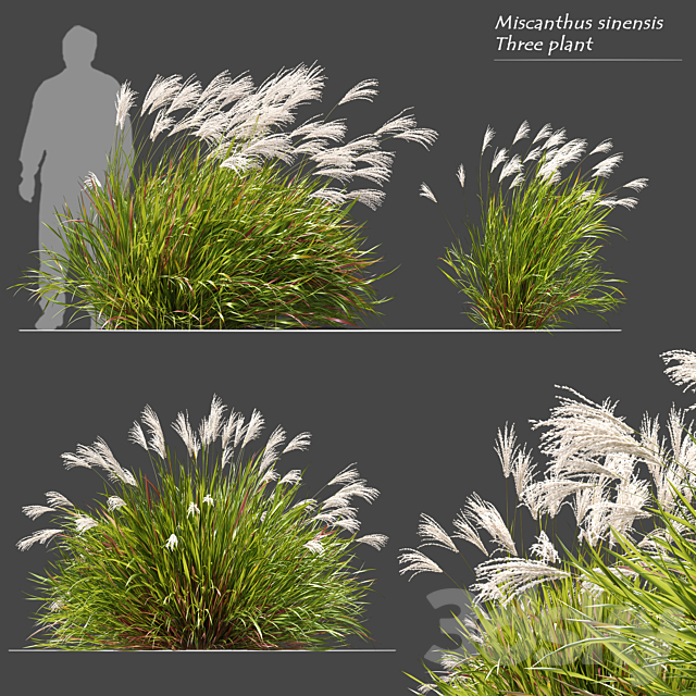 Miscanthus sinensis 3D Max - 3DMAXTER
