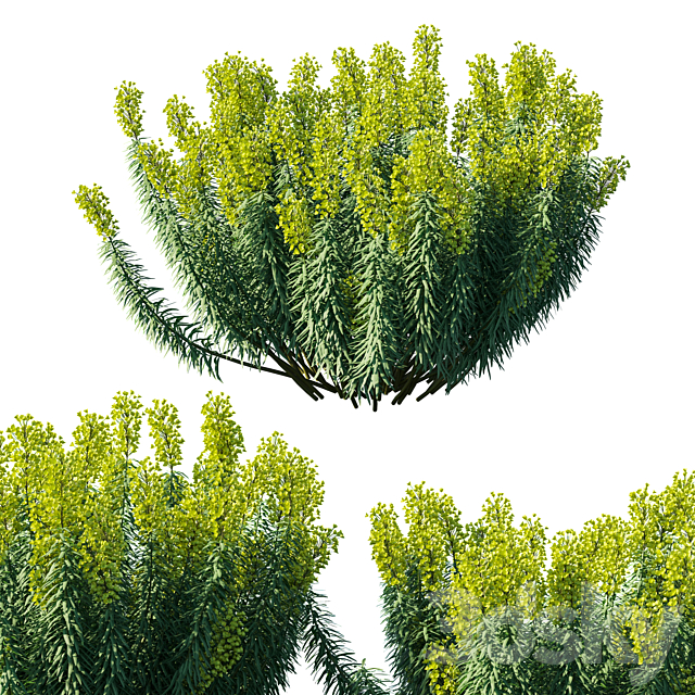 Mediterranean Spurge 3D Max - 3DMAXTER