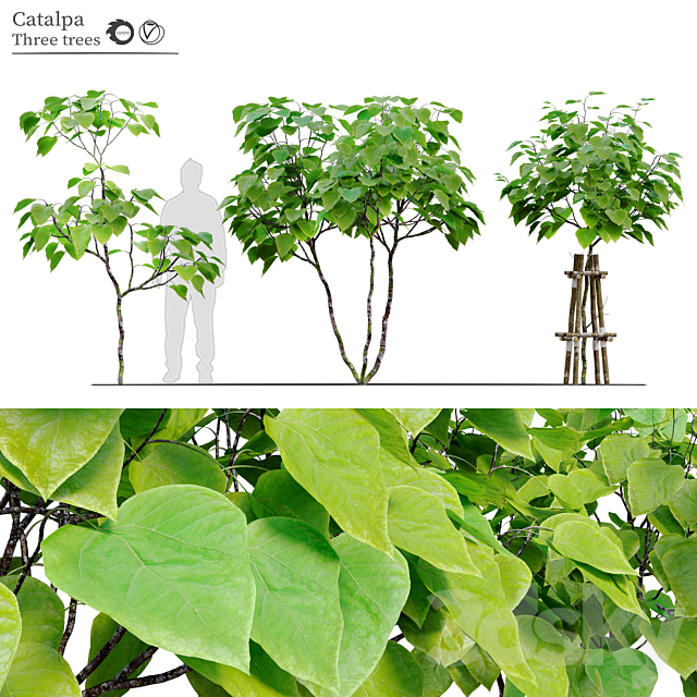 catalpa tree 3D Max - 3DMAXTER
