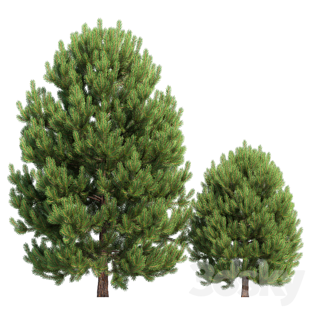 Cedar pine #02 3D Max - 3DMAXTER