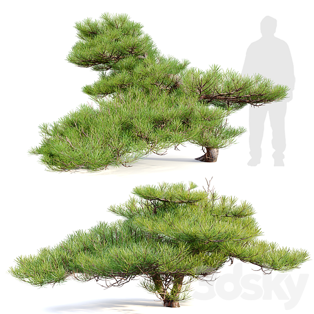 Pinus Pentaphylla 02 3D Max - 3DMAXTER