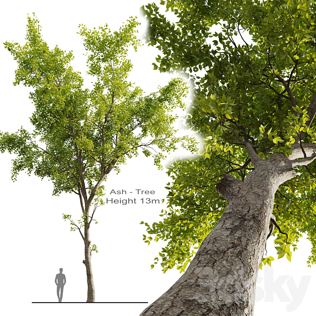 Ash Tree 01 3D Max - 3DMAXTER