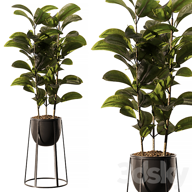 Indoor Plant SetV18 - Ficus Stand Pot 3D Max - 3DMAXTER