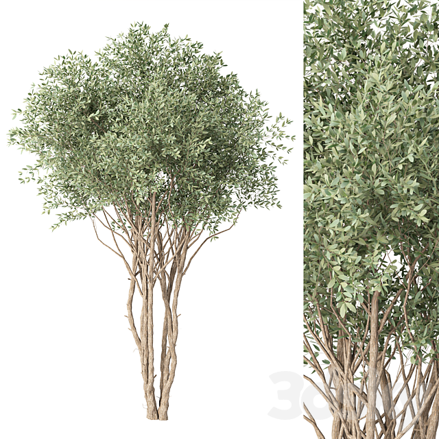 tree no. 38 3D Max - 3DMAXTER