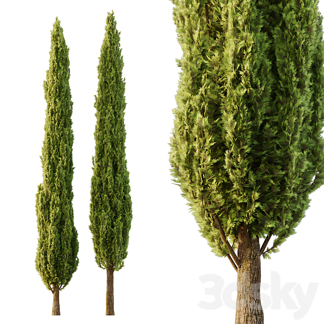 Italian Cypress Tree06 3D Max - 3DMAXTER