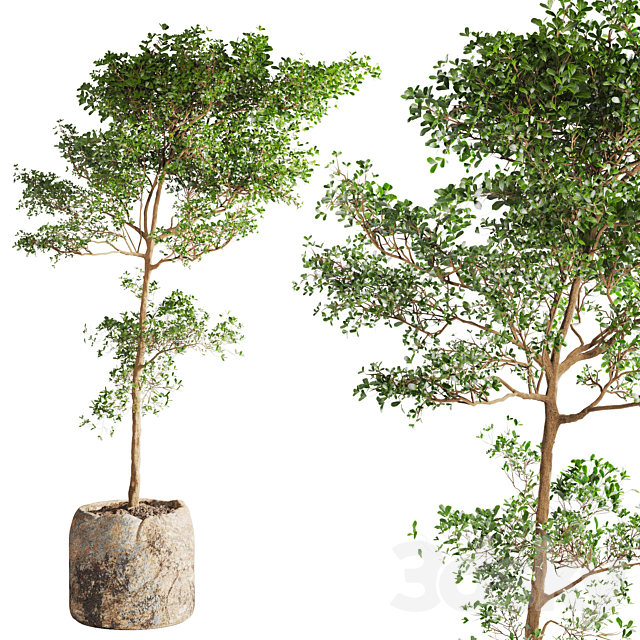 bucida buceras Plant in Handmade Planter 3D Max - 3DMAXTER