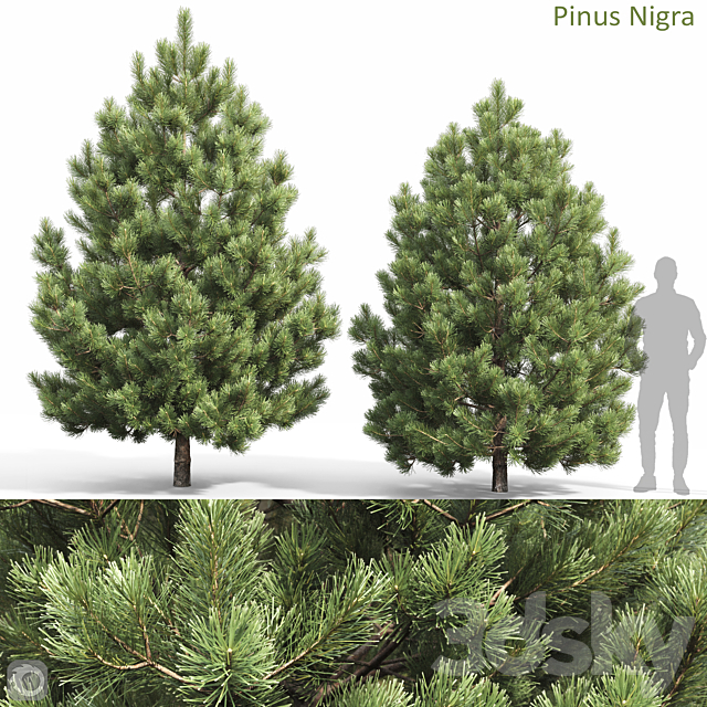 Pine | Pinus (Сосна) - 3D Models Collection